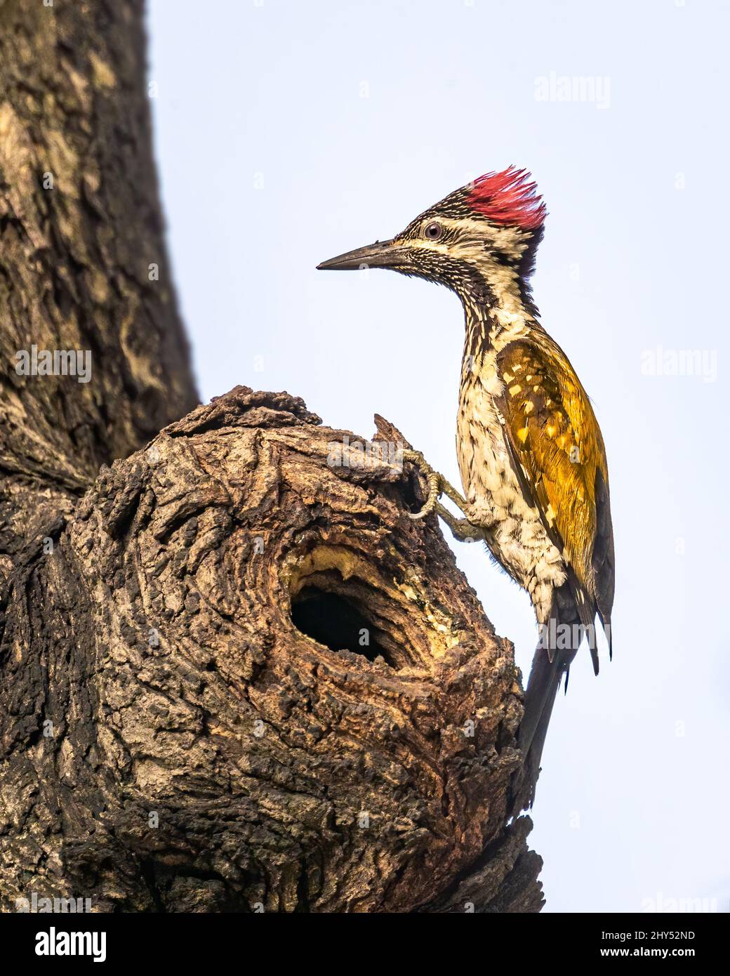 Lesser Flameback woodpecker at its nest on a tree trunk Stock Photo - Alamy