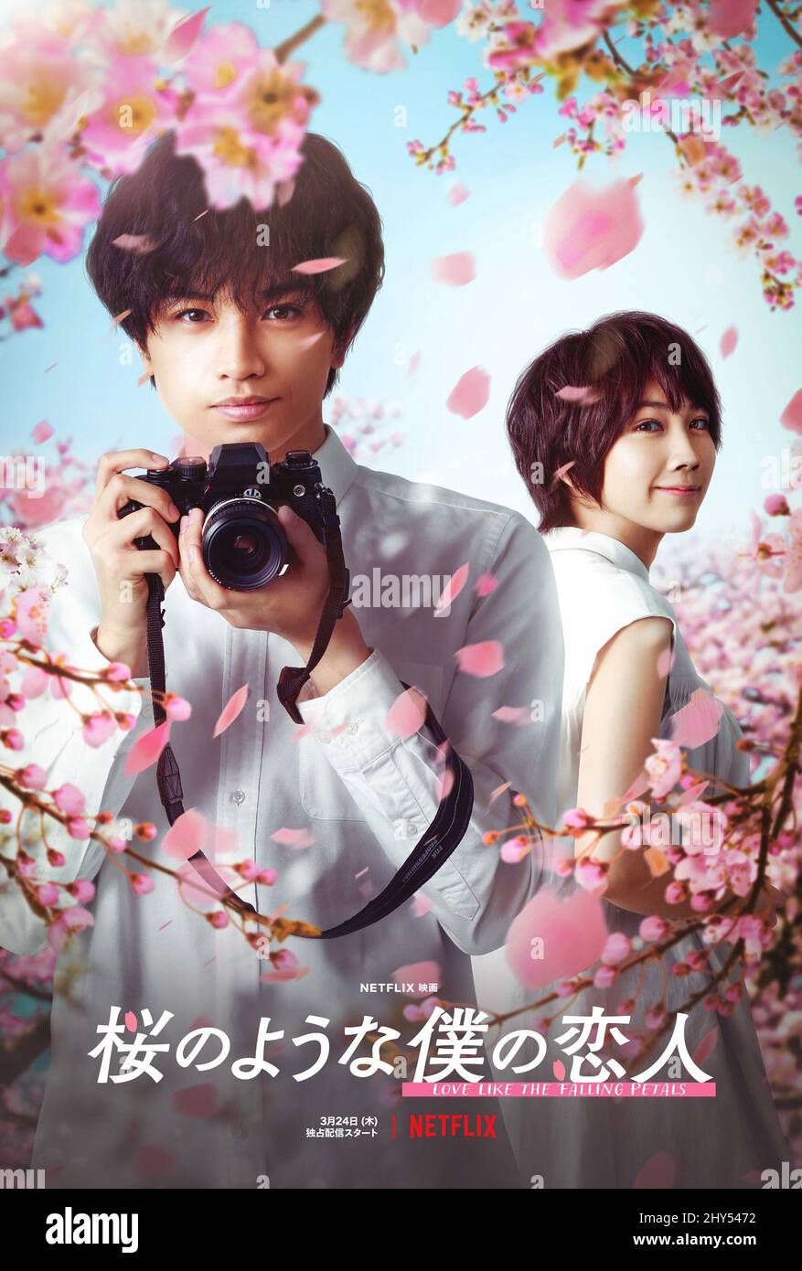LOVE LIKE THE FALLING PETALS, (aka MY DEAREST, LIKE A CHERRY BLOSSOM ...