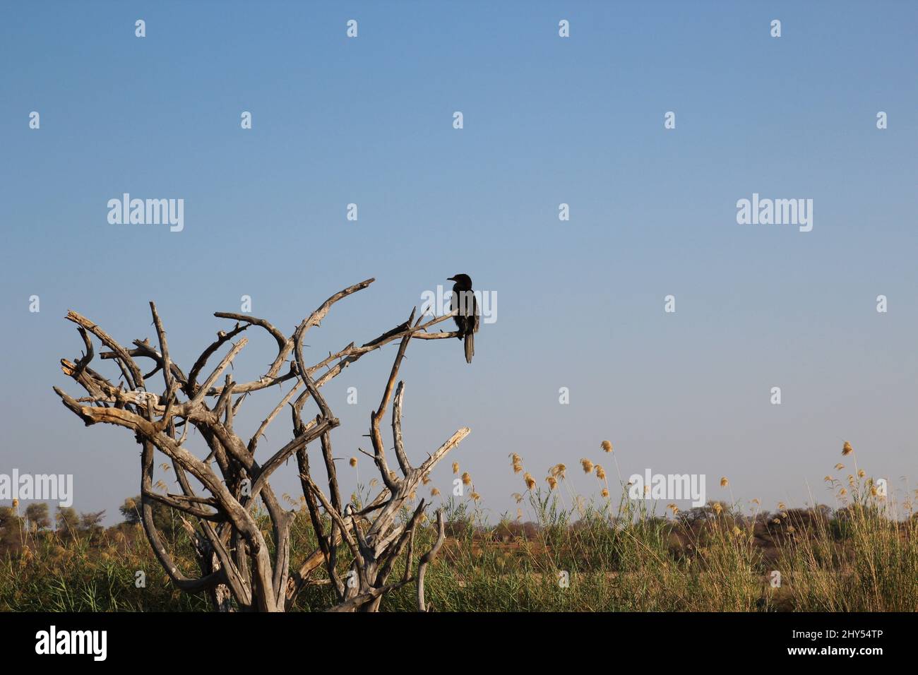 Black bird on the leafless small tree in the field against a clear blue ...