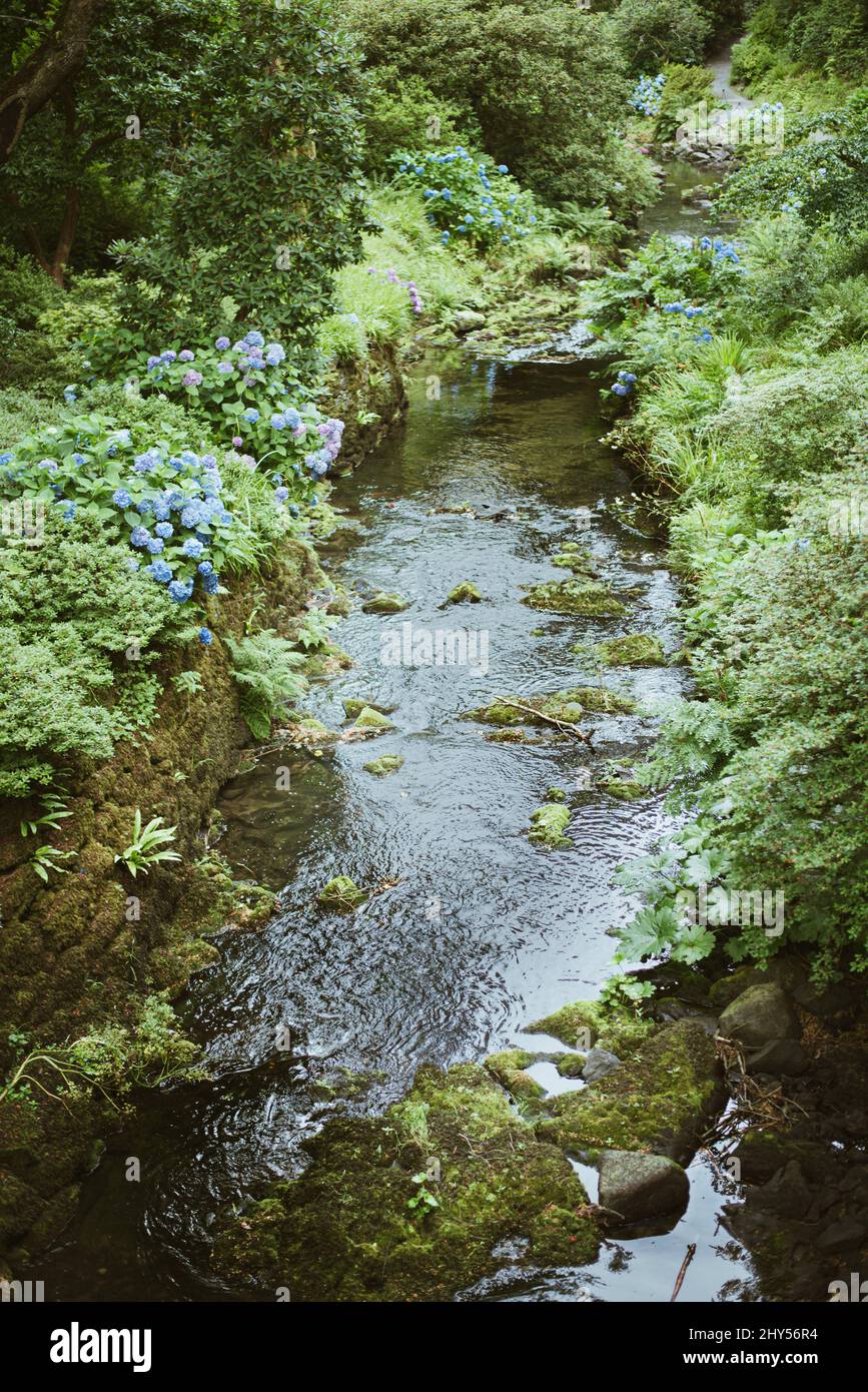 River flowing through a forest Stock Photo - Alamy