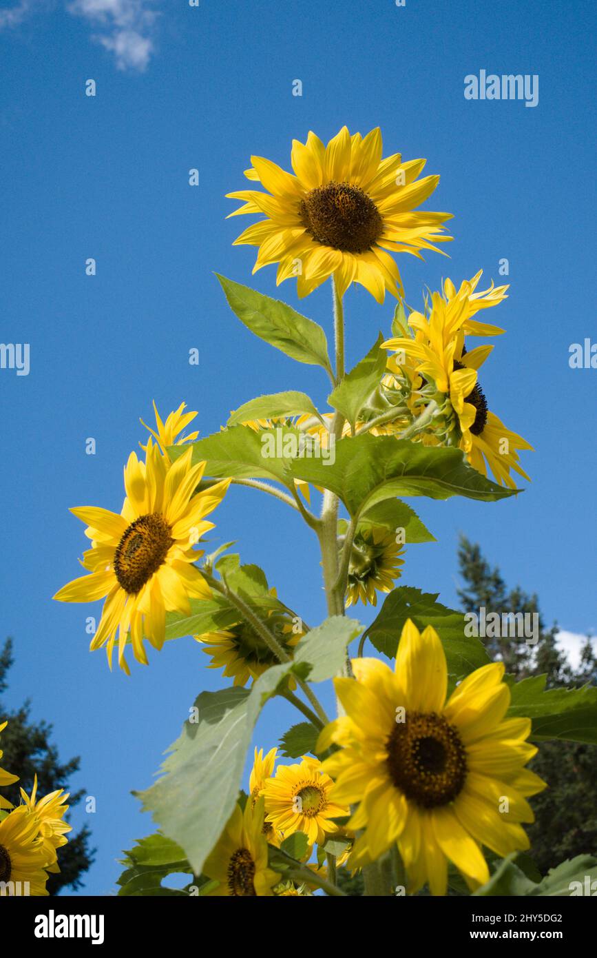 Vertical shot of Helianthus annuus, the common sunflower against a ...