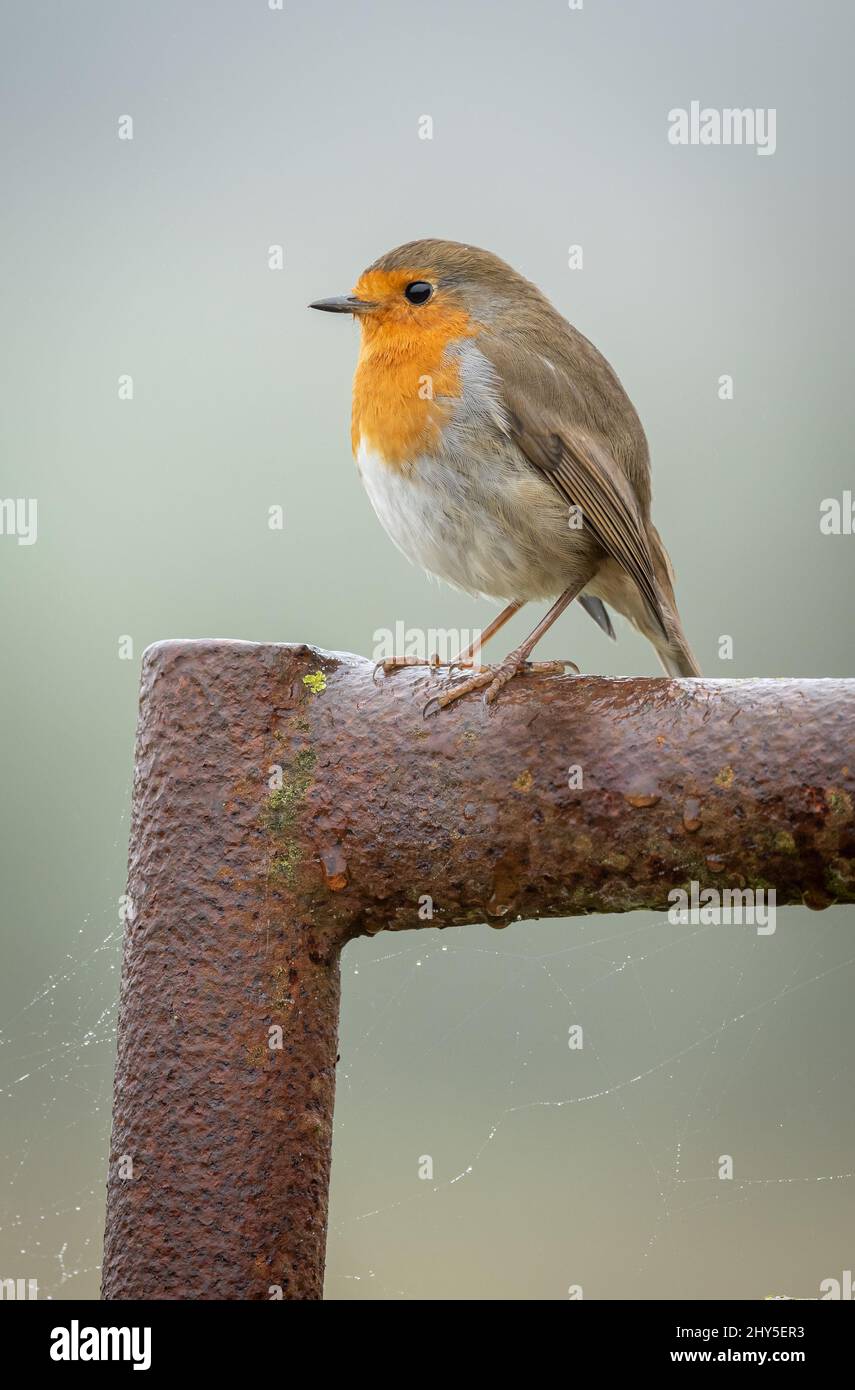 Closeup of an Erithacus on a steel pipe Stock Photo - Alamy