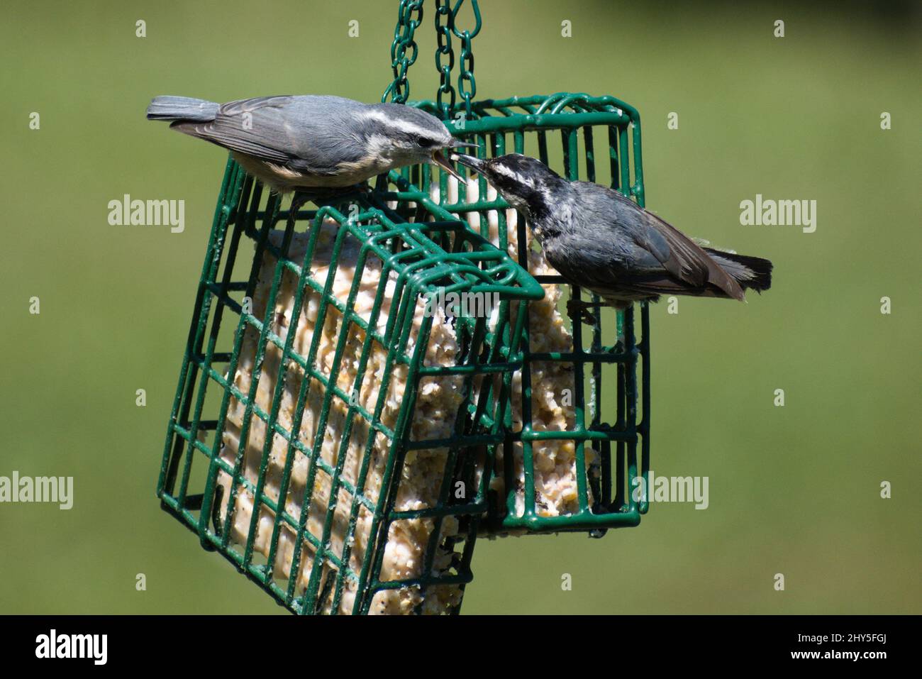 Red-breasted nuthatch birds (Sitta canadensis) on a suet bird feeder ...