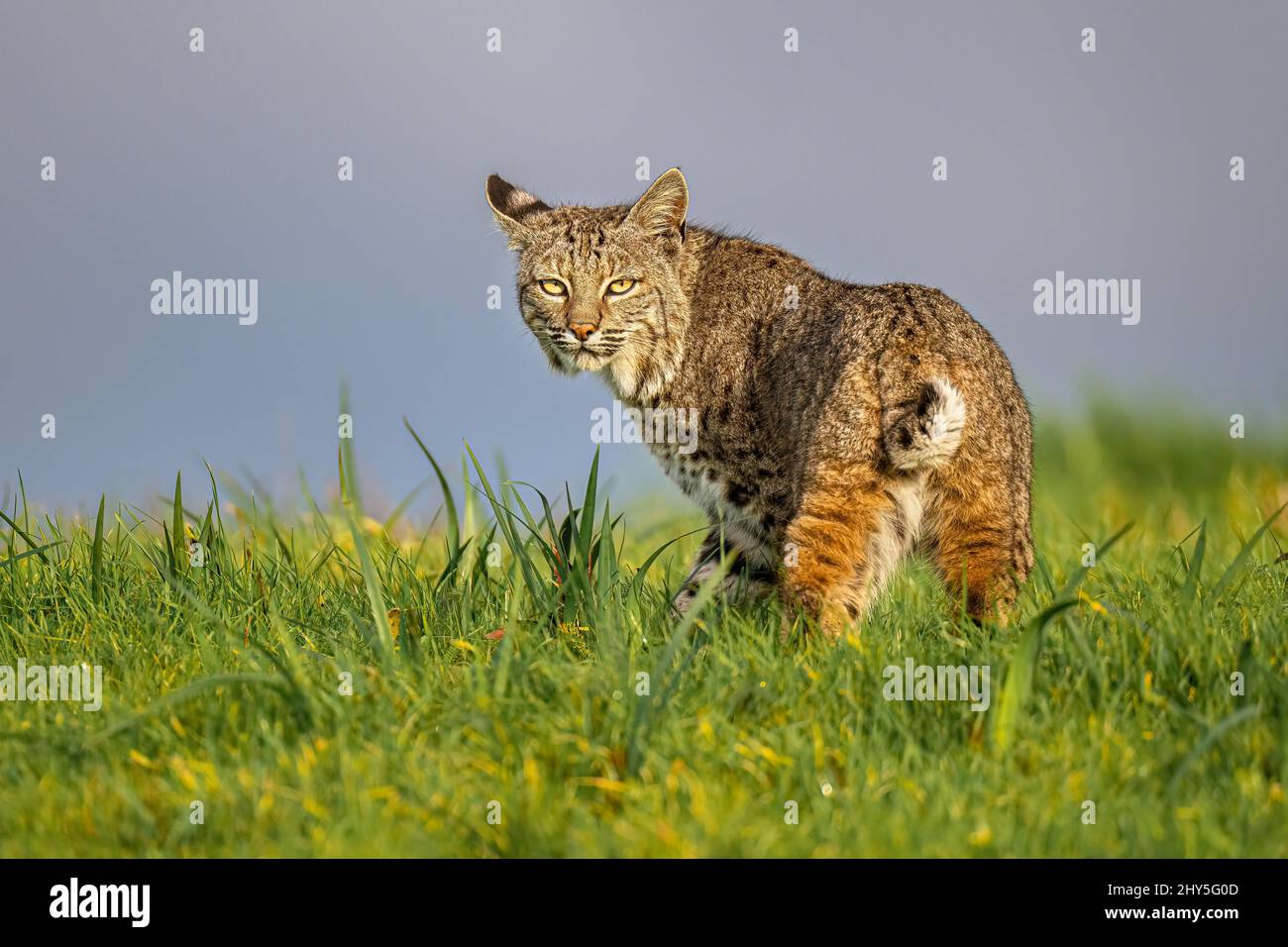 Bobcat california hi-res stock photography and images - Alamy