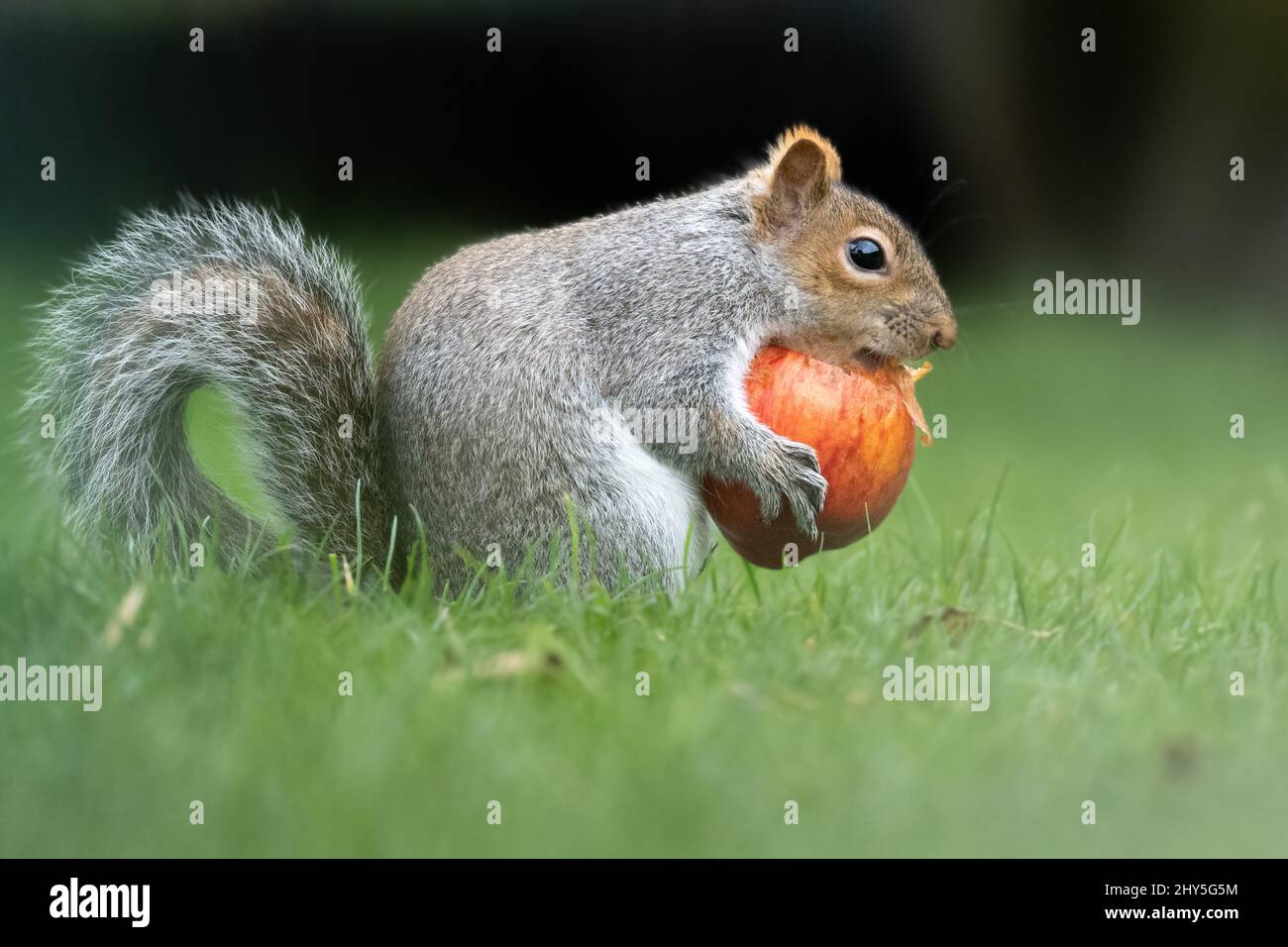 Deppes squirrel hi-res stock photography and images - Alamy