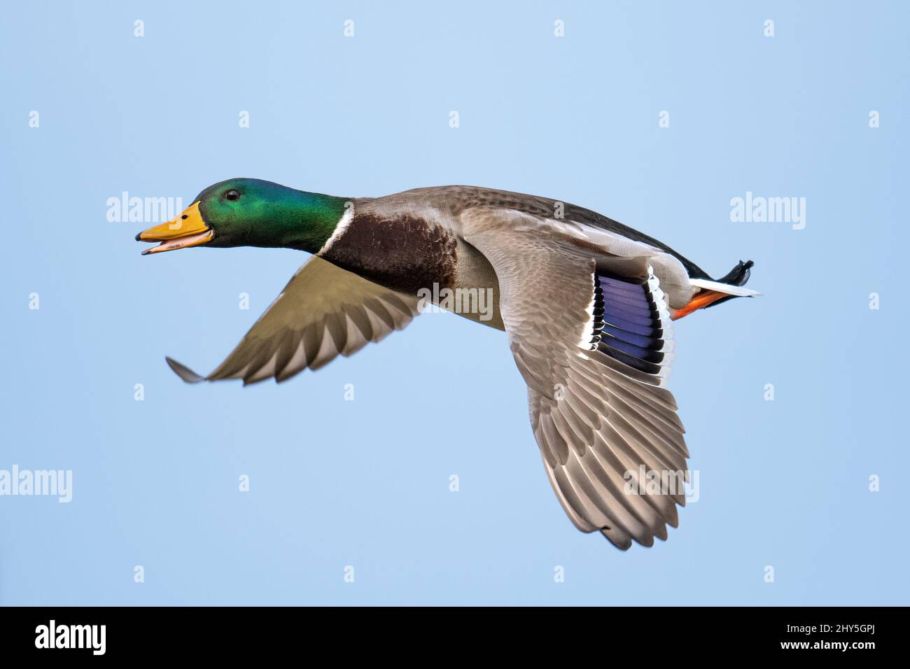 Closeup of a mallard in flight Stock Photo - Alamy