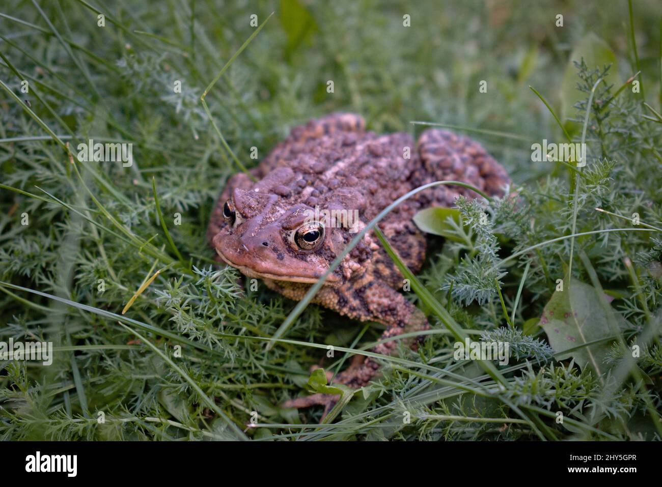 A close up shot of Houston toad (Anaxyrus houstonensis) frog on a grass ...