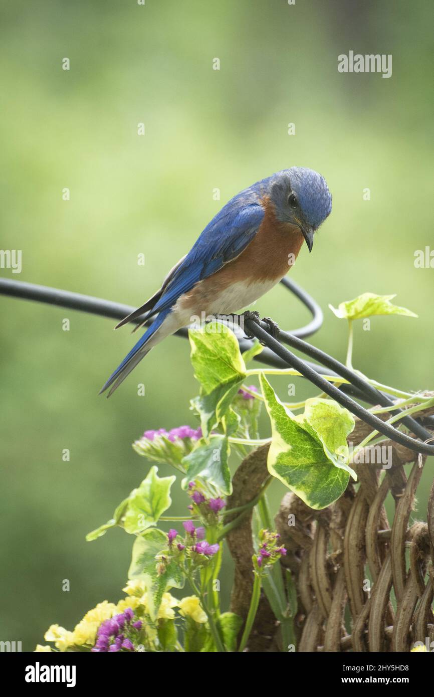 A vertical shot of the Eastern Bluebird perched on the black wire ...