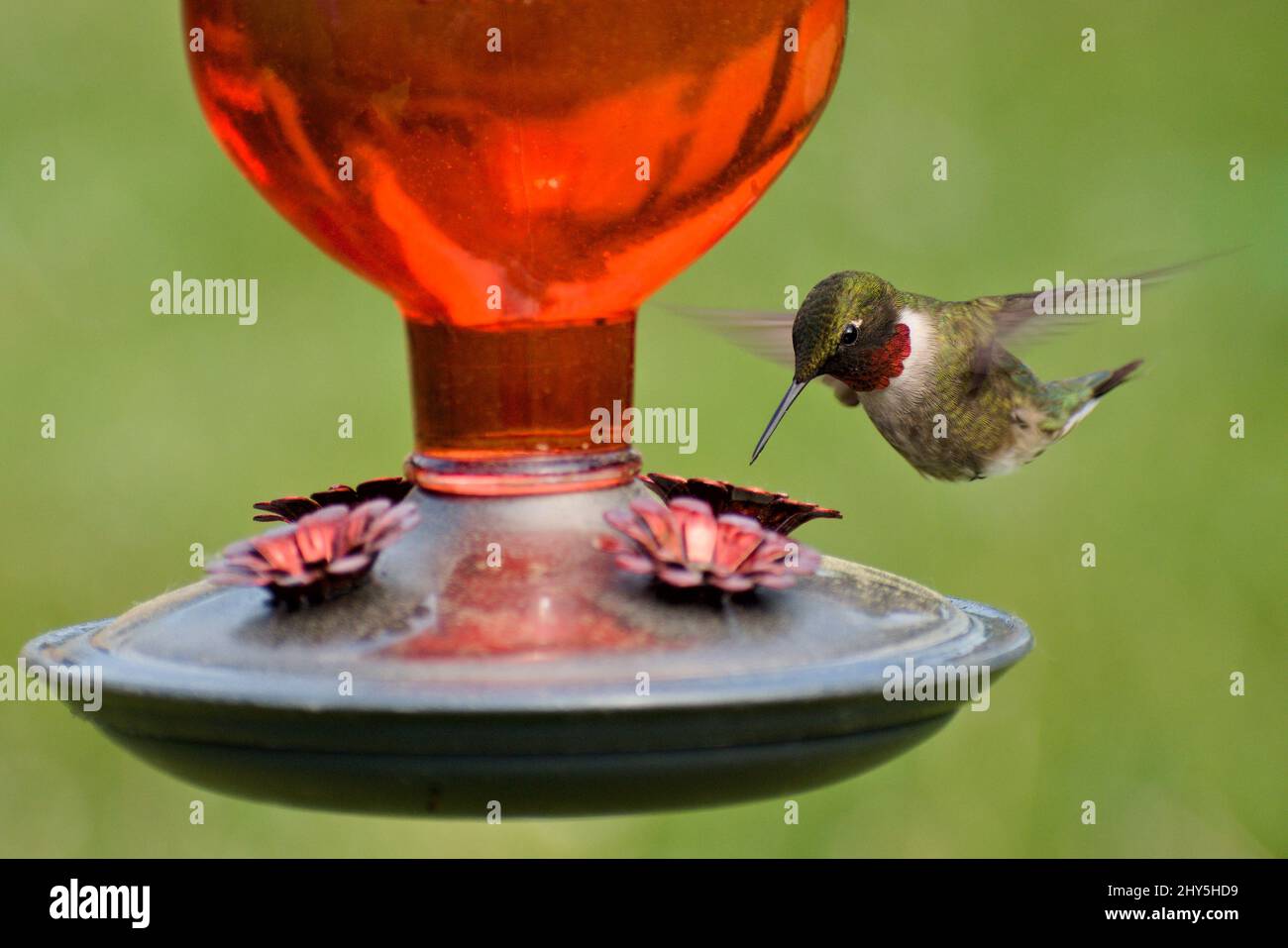 Close up shot of ruby-throated hummingbird (Archilochus colubris) and ...