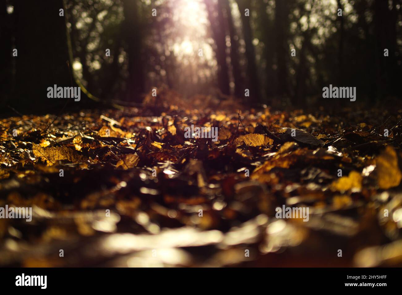 Sunbeams penetrating through the rows of high trees in the forest with ...