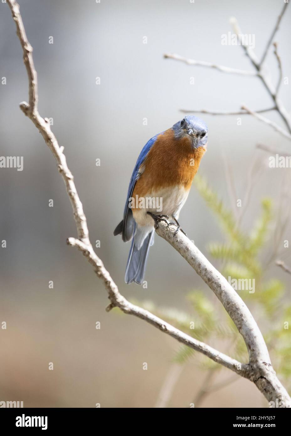 Vertical shot of the Eastern Bluebird perched on the tree twig against ...