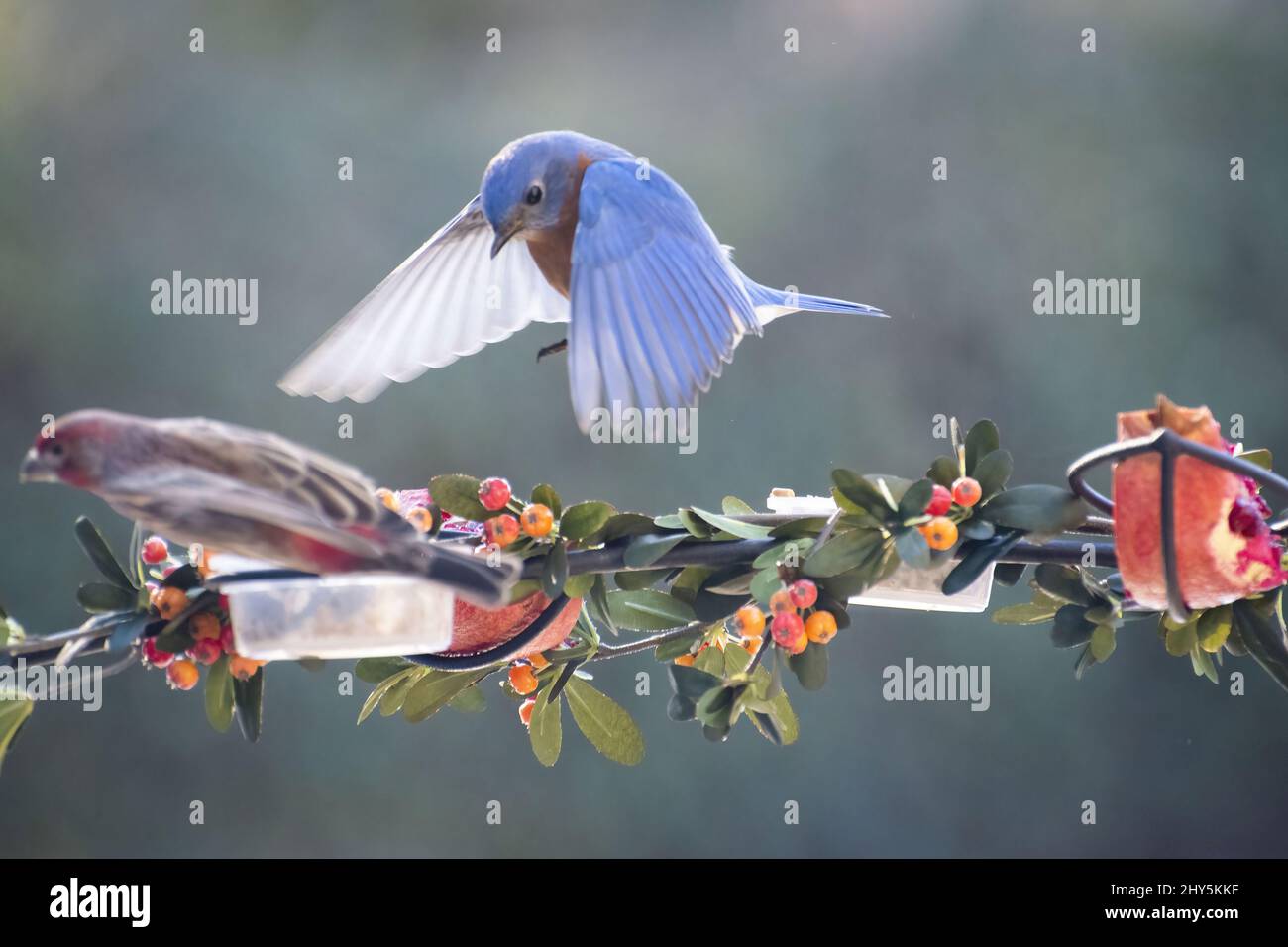 Bluebird landing hi-res stock photography and images - Alamy