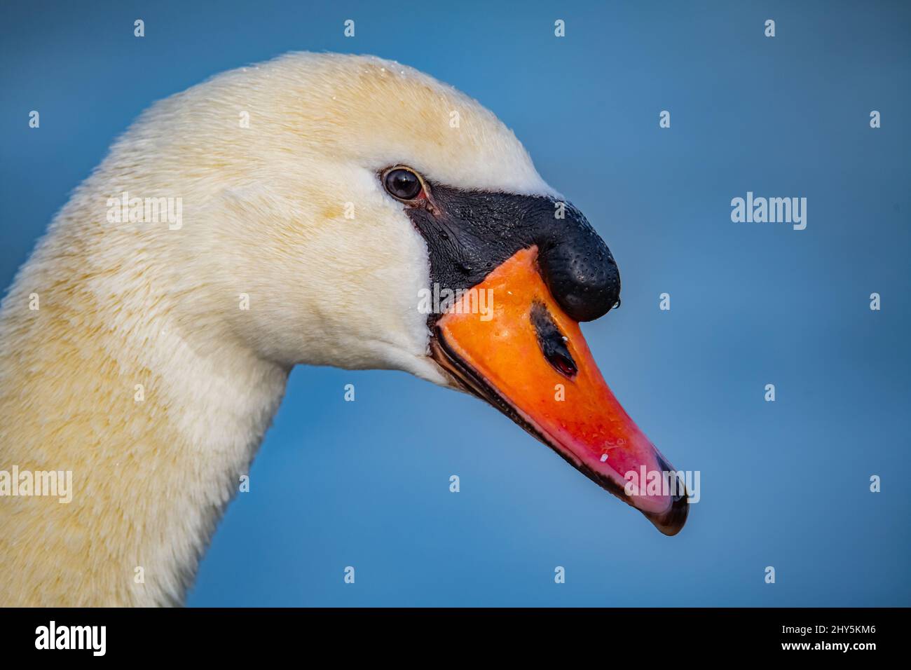 Closeup shot of a white swan on the lake in Germany, Hessen, Nidda ...
