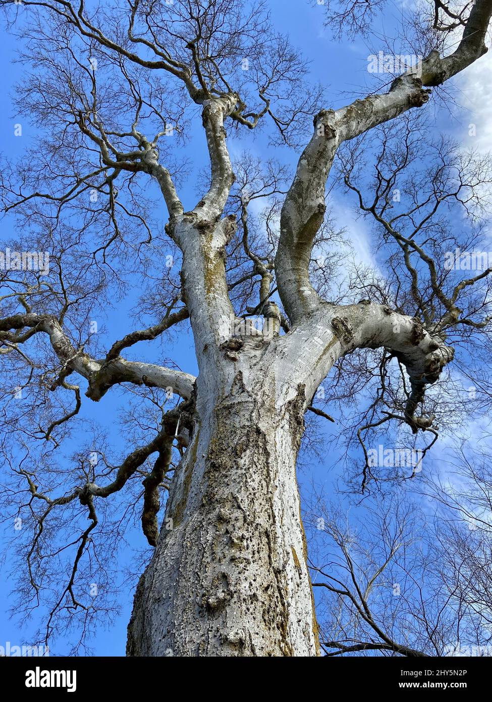 Low angle of a tree with a blue sky background Stock Photo - Alamy