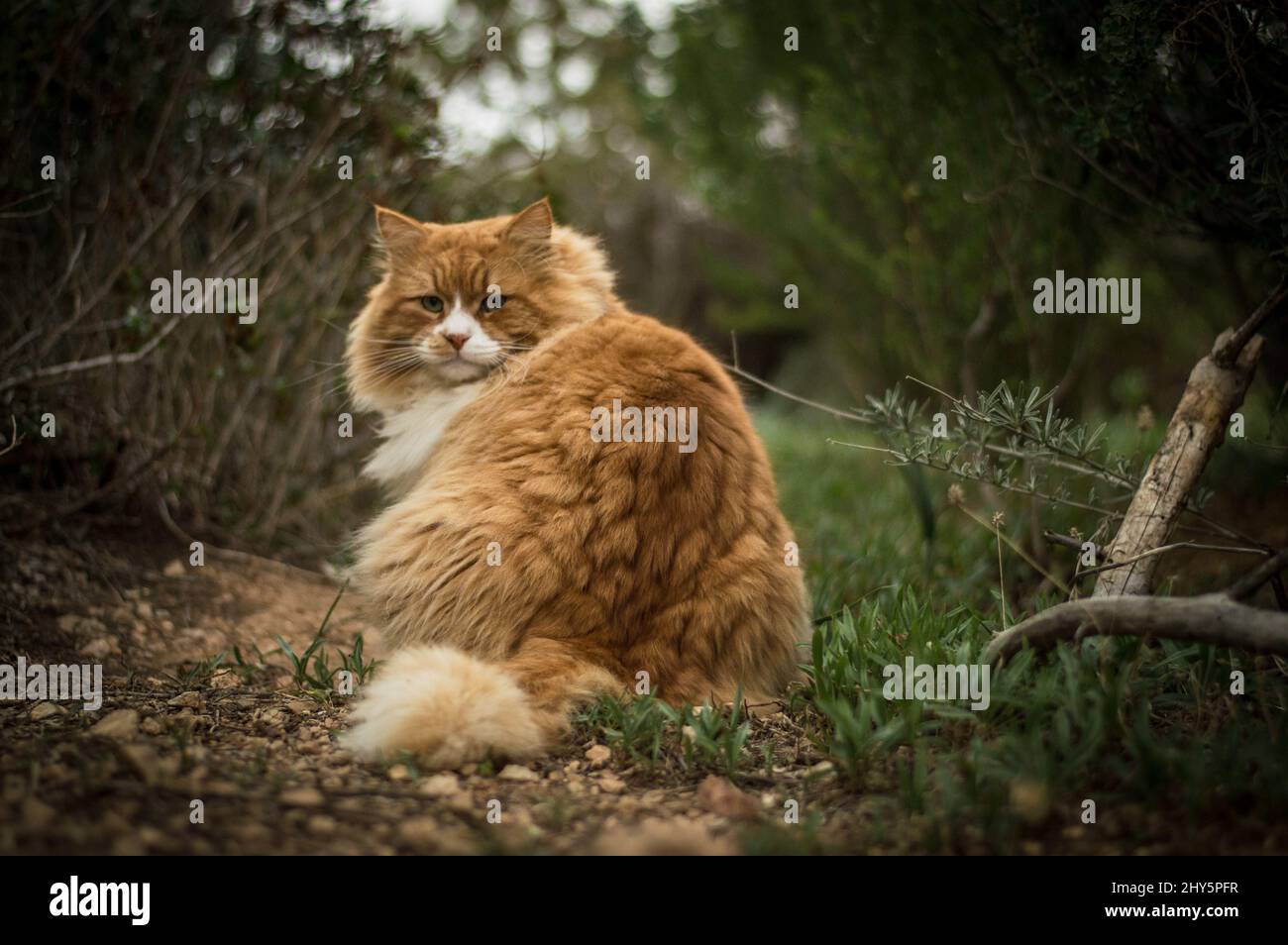 Norwegian Forest cat turned around and looking Stock Photo - Alamy
