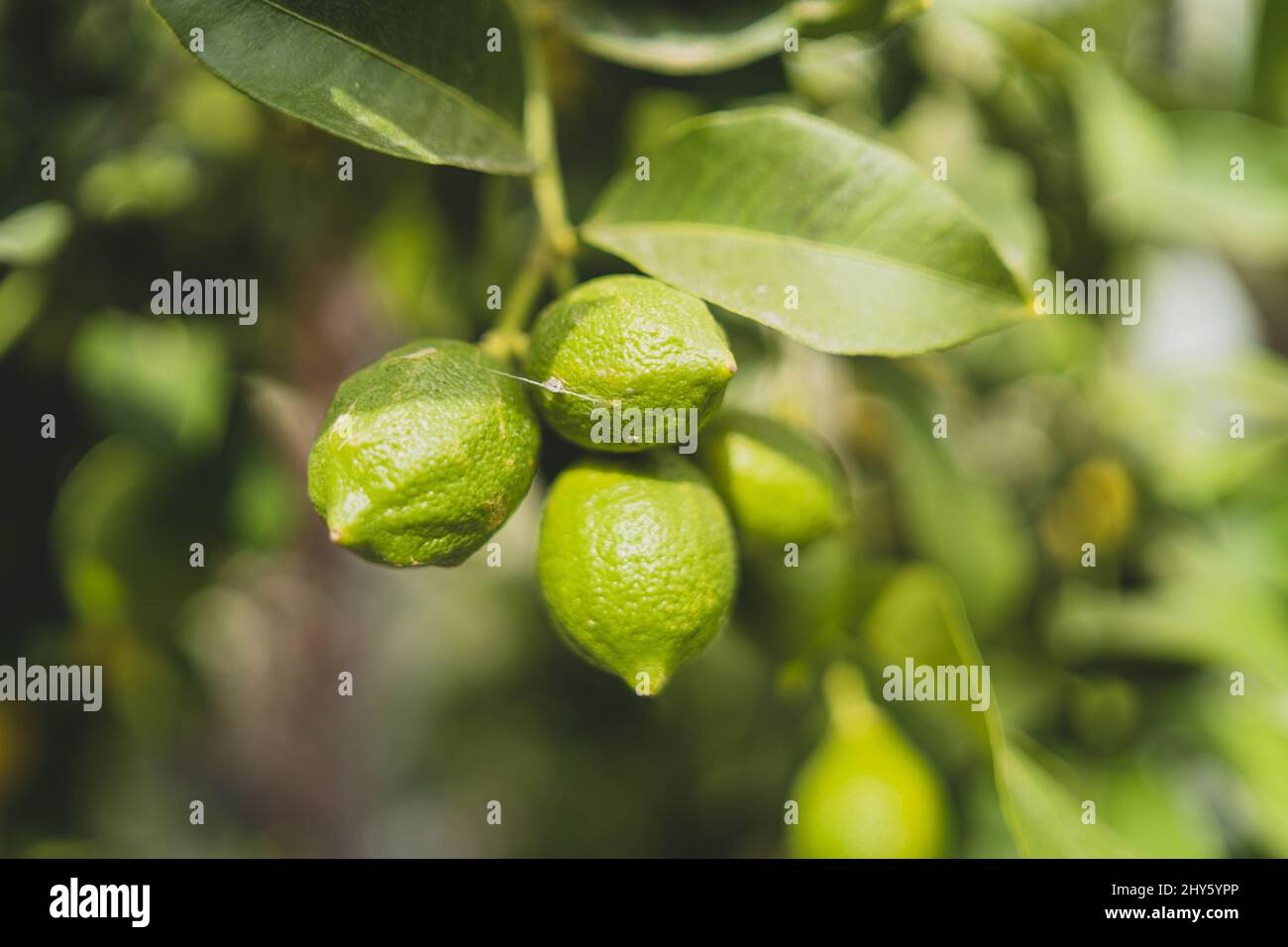 Limes ripening on the tree hi-res stock photography and images - Alamy