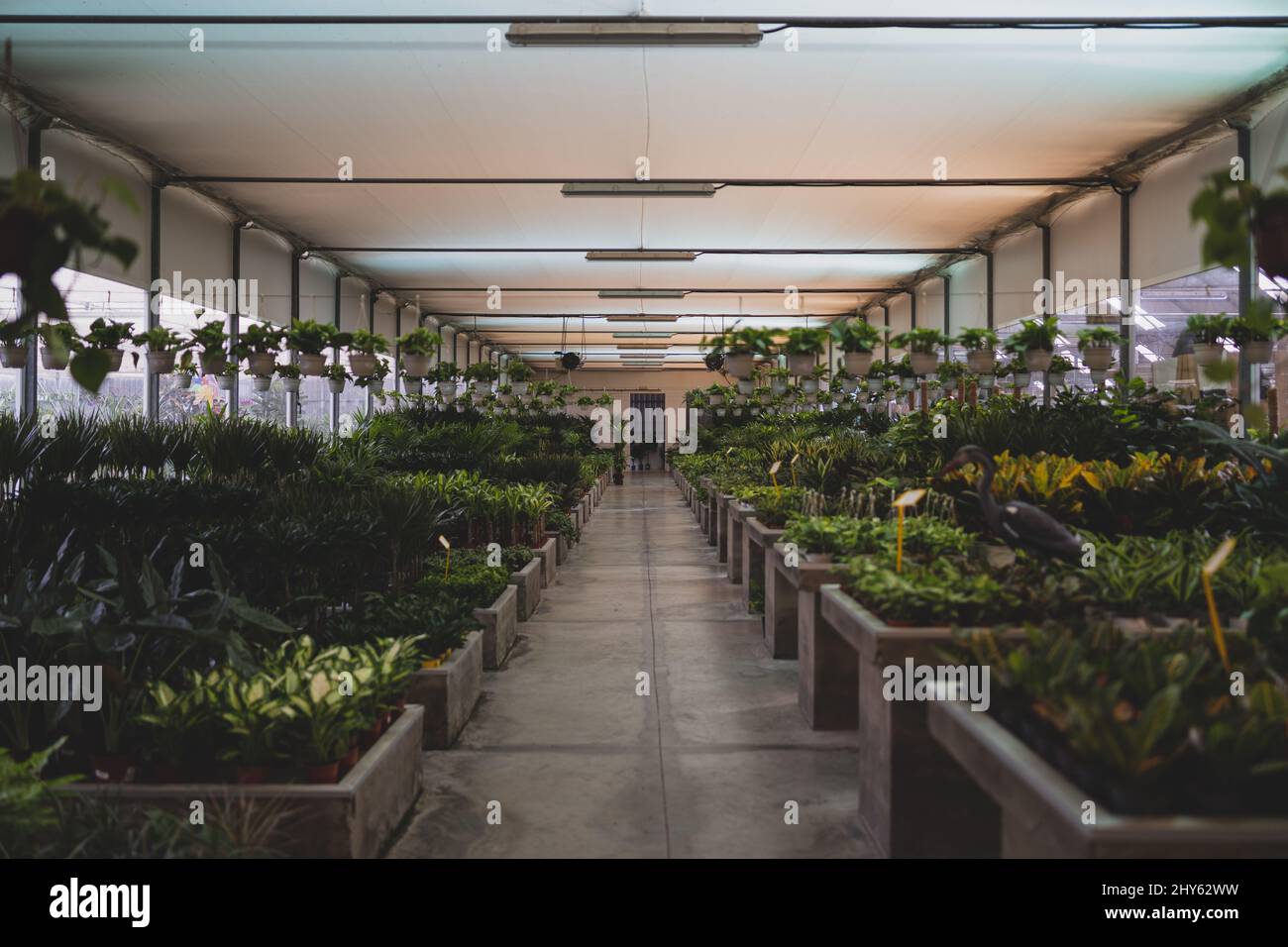Plant store interior with different green plants in the pots Stock ...