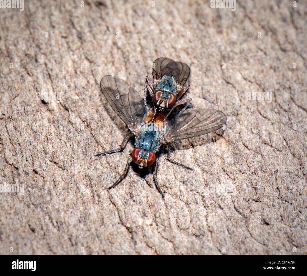 British flies hi-res stock photography and images - Alamy