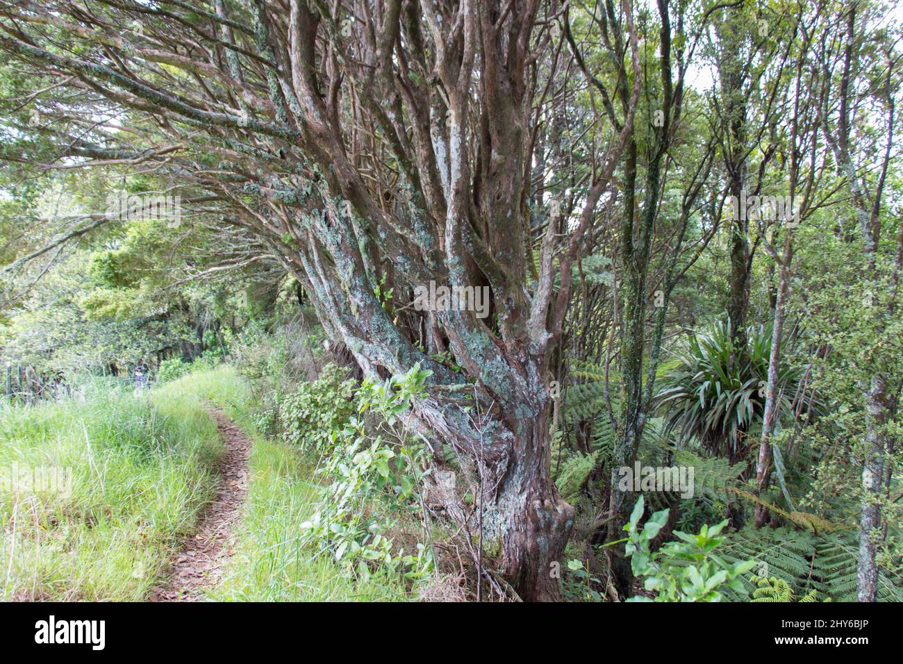 The view of hiking trail and New Zealand bush, Puhoi Stock Photo - Alamy