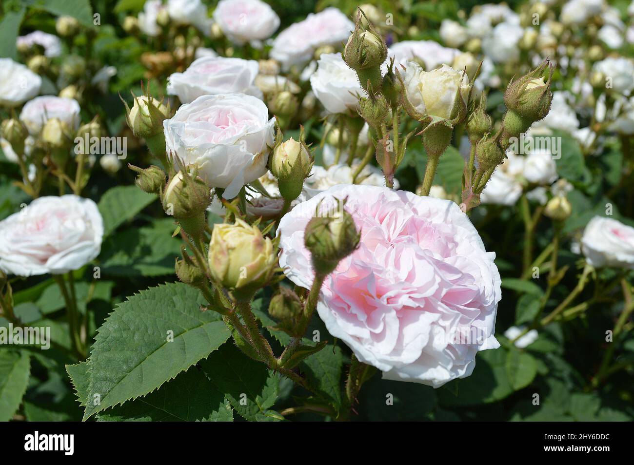 Rosa ‘félicité parmentier’ hi-res stock photography and images - Alamy