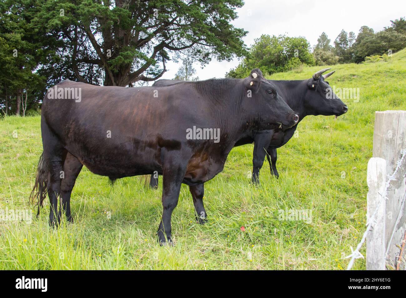 Close up view of two black bulls at green meadow, Puhoi, New Zealand ...