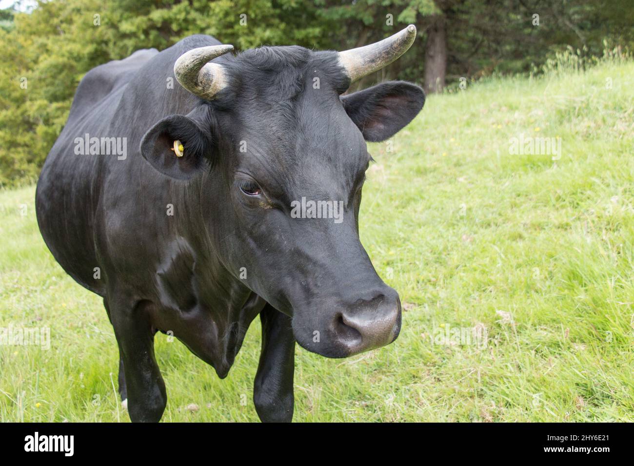 Close up view of a black bull at green meadow, Puhoi, New Zealand Stock ...