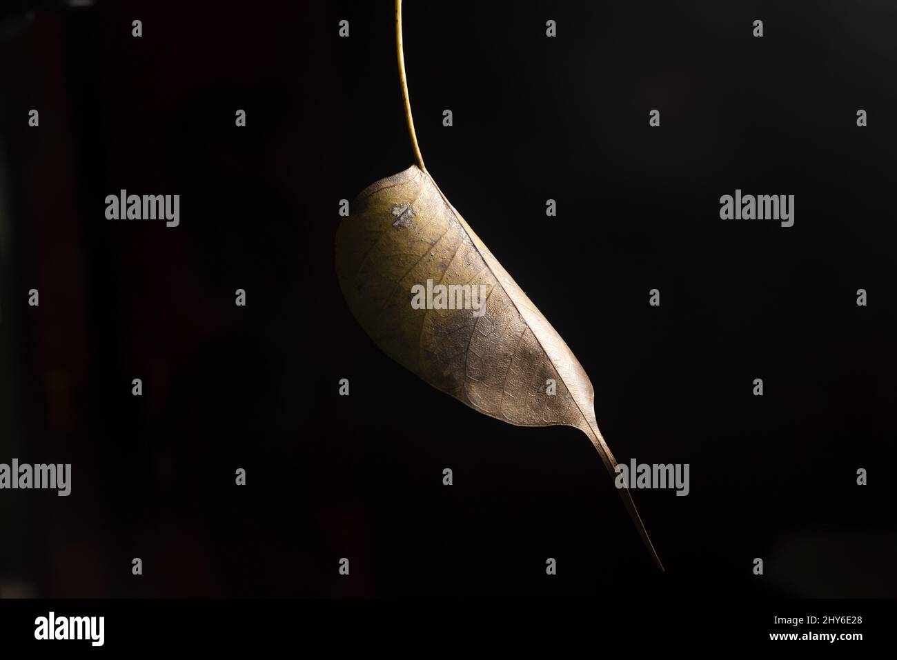 Drying plant branch with leaves on a black background Stock Photo - Alamy
