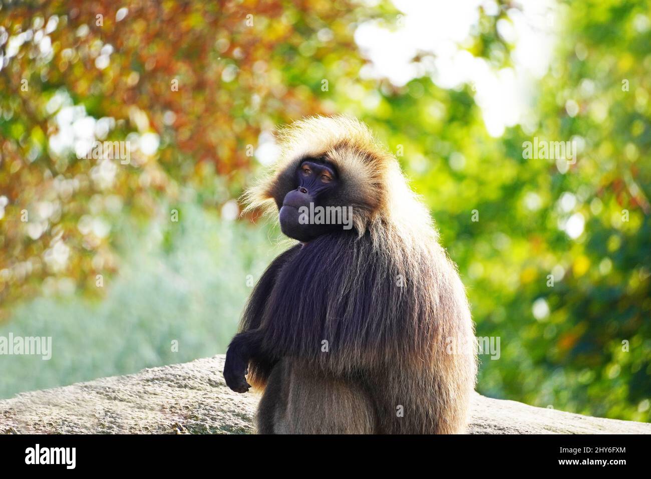 Beautiful shot of a gelada sitting on the stone with nature background ...
