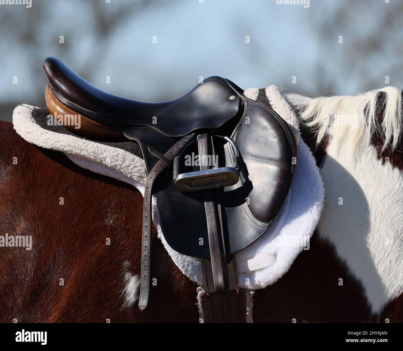 Closeup of a saddle on a horse Stock Photo - Alamy
