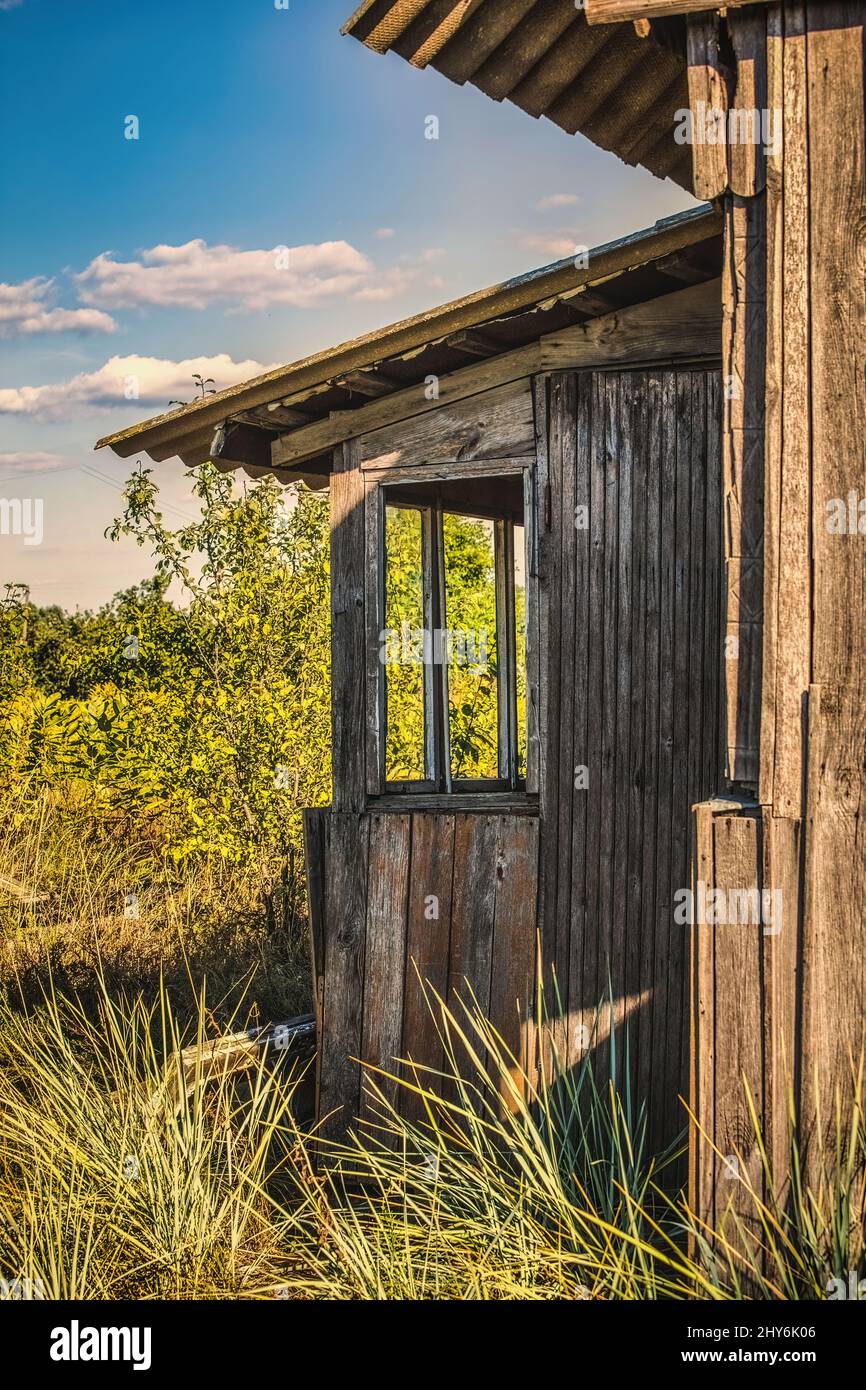 A part of an old abandoned wooden hut overgrown with grass. Late summer ...