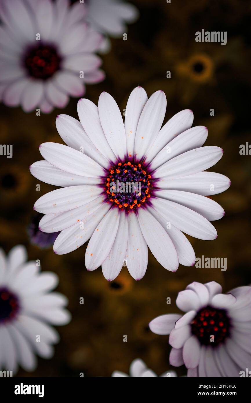 Closeup of a white Common daisy Stock Photo - Alamy