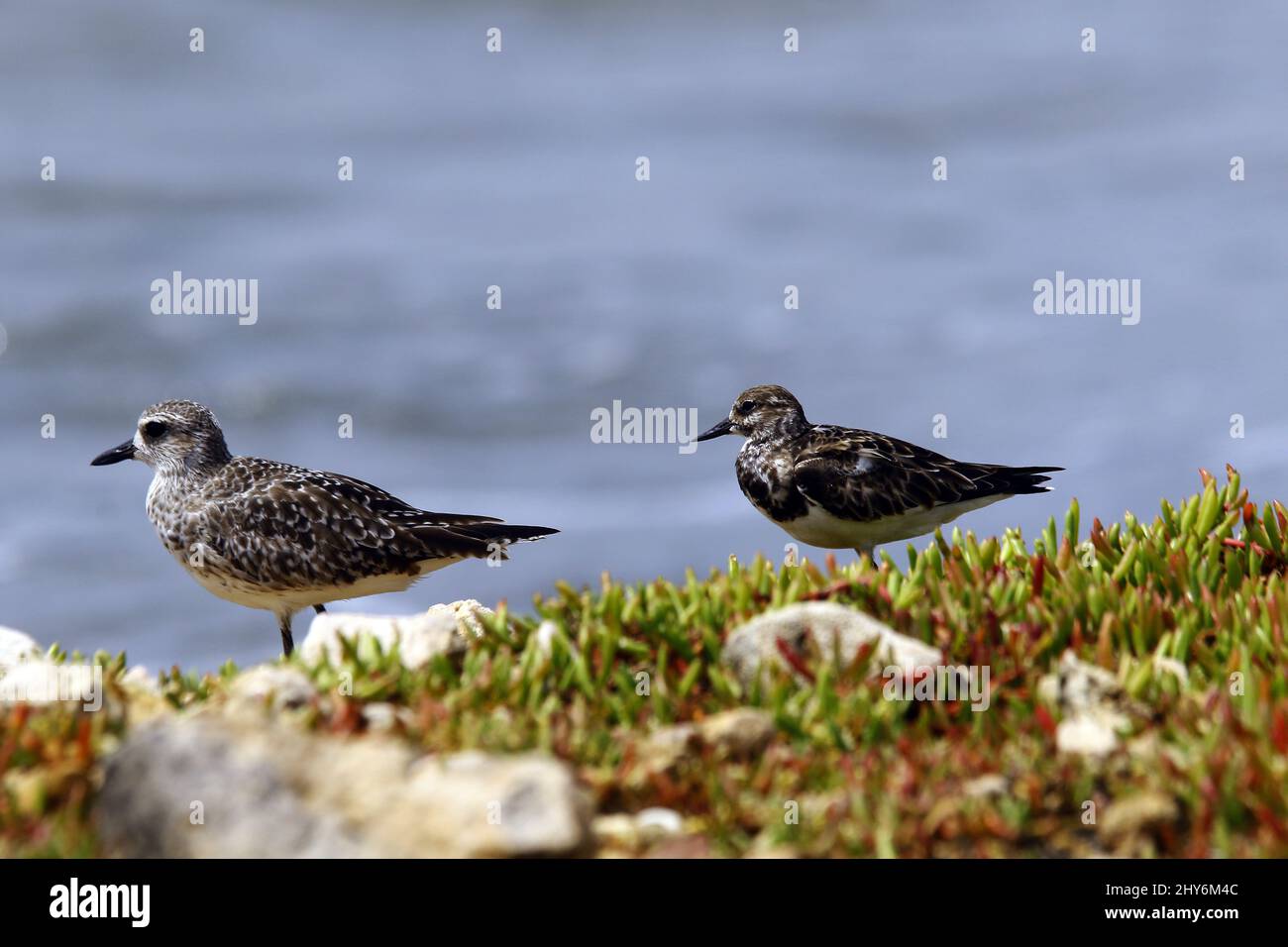 Tridactyl sandpiper hi-res stock photography and images - Alamy