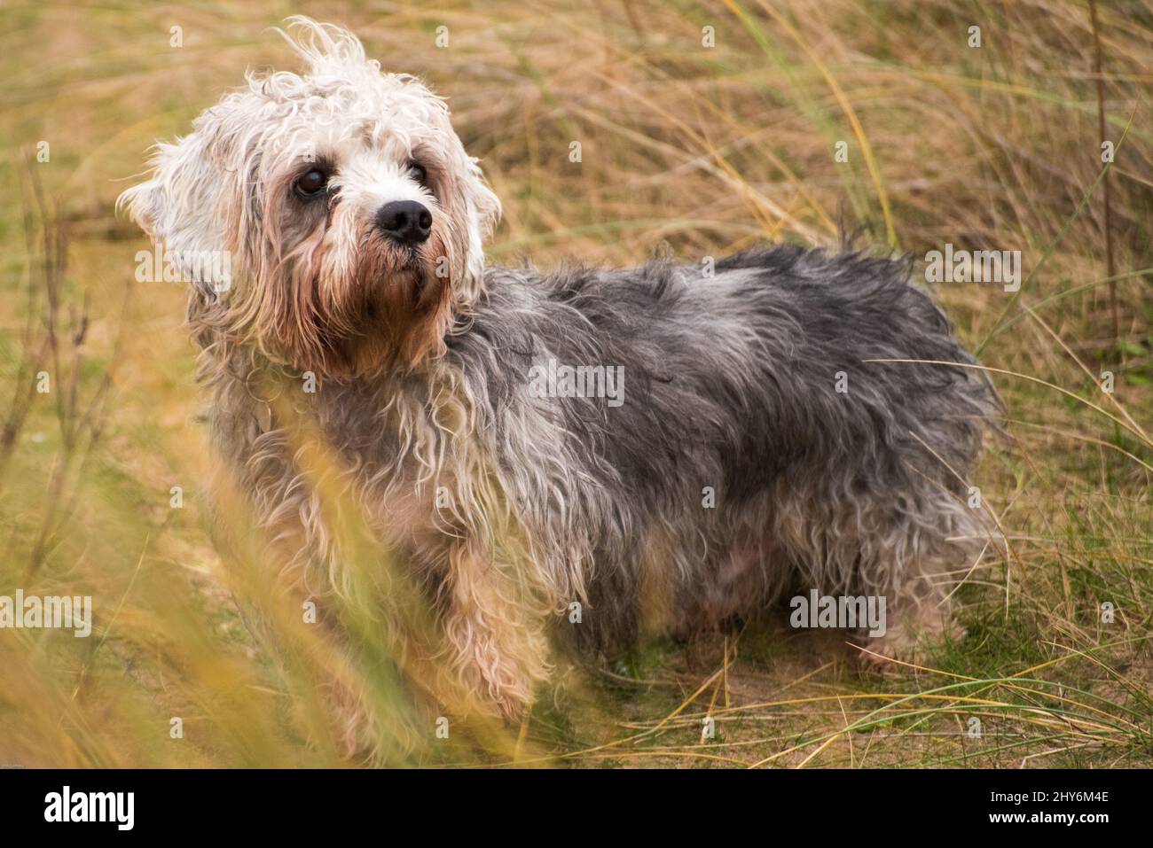 Dandie dog hi-res stock photography and images - Alamy