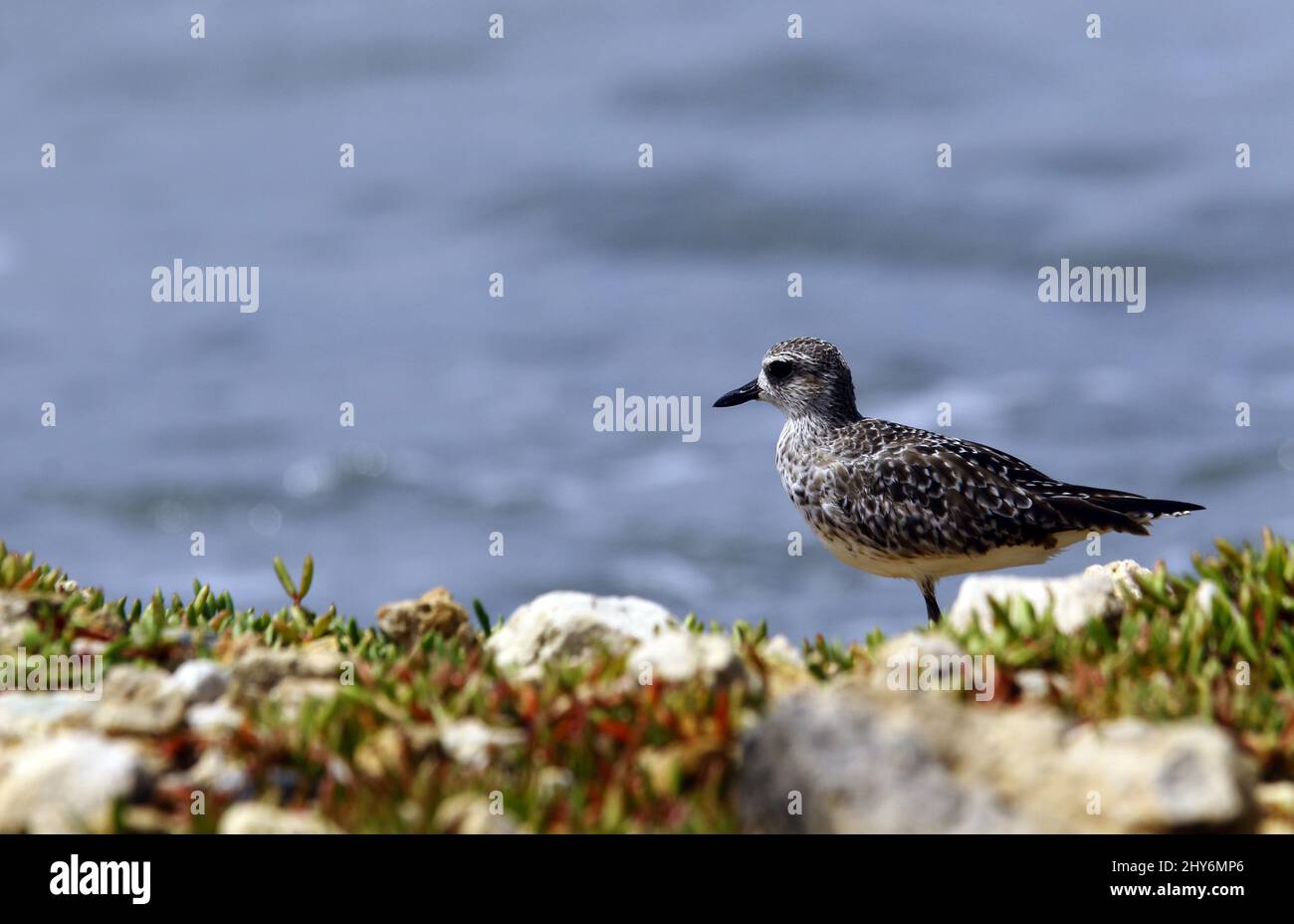 Tridactyl sandpiper hi-res stock photography and images - Alamy