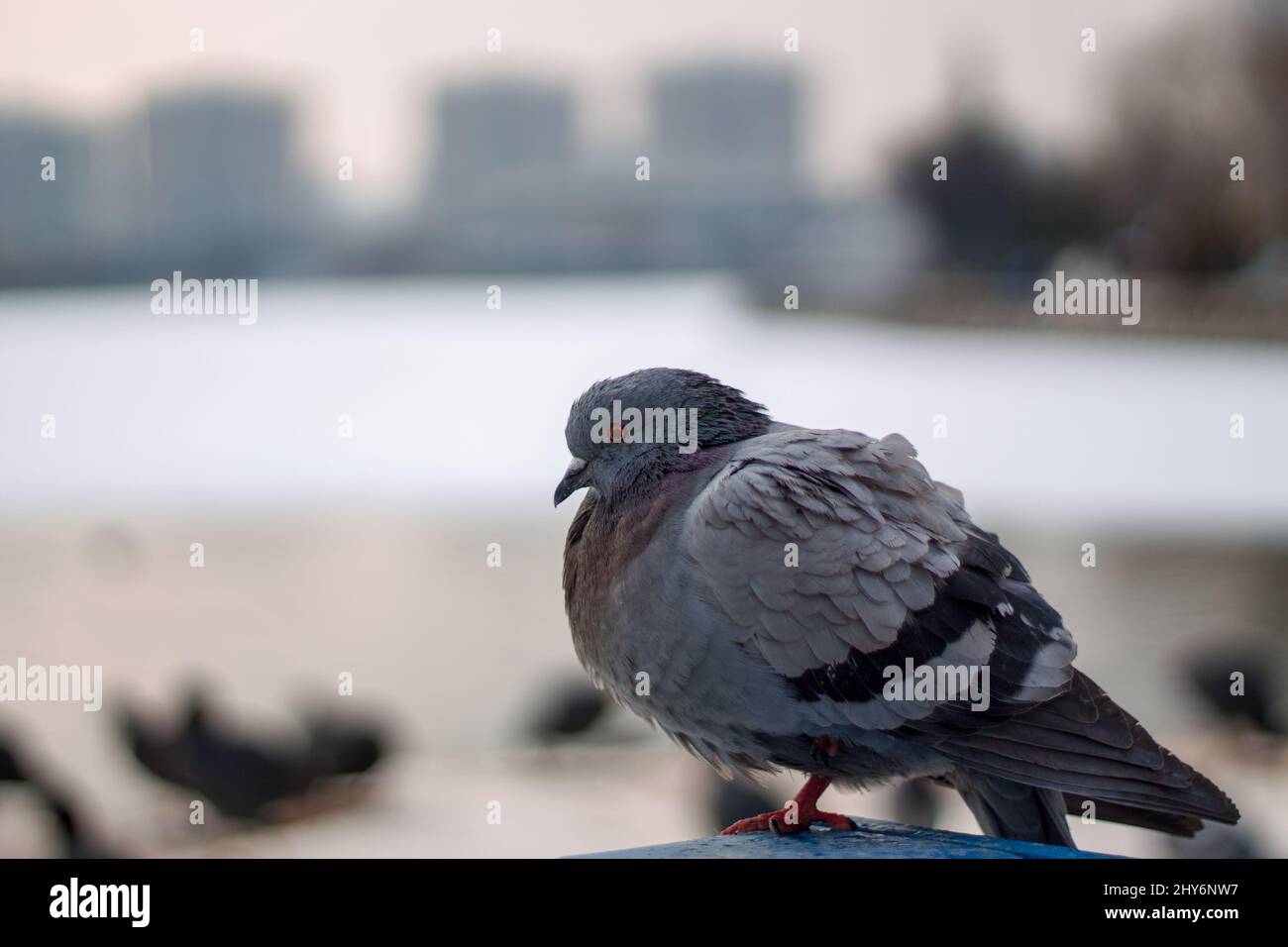 Closeup shot of a dove Stock Photo - Alamy