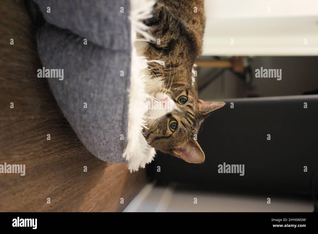 American shorthair cat bed hi-res stock photography and images - Alamy