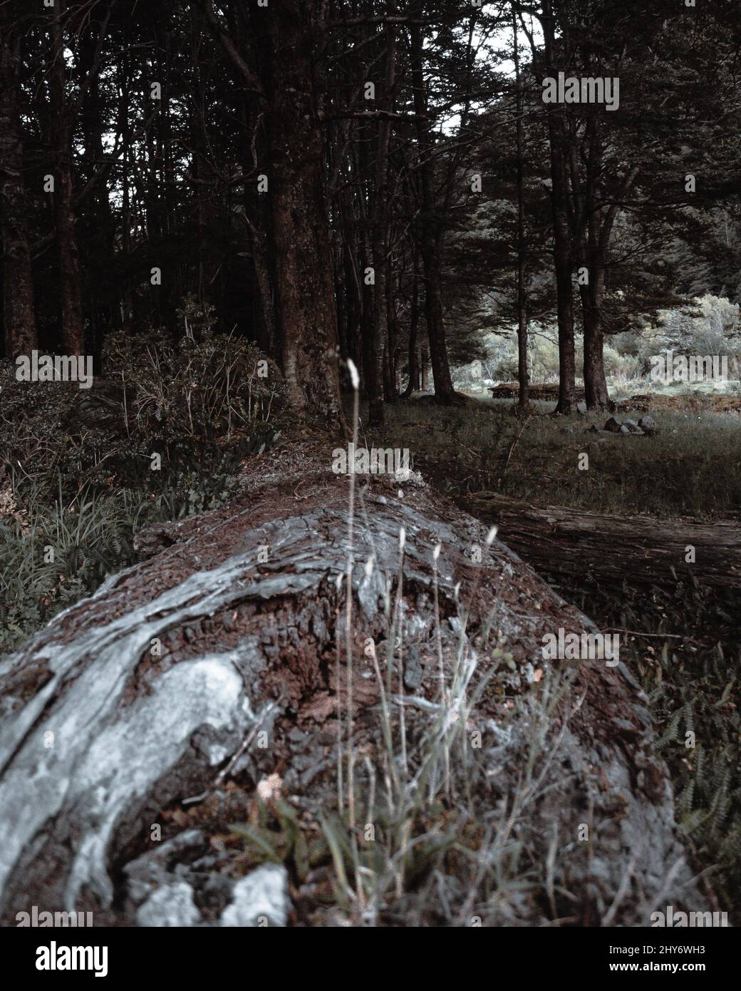 Beautiful view of a landscape with a fallen tree and greenery Stock ...