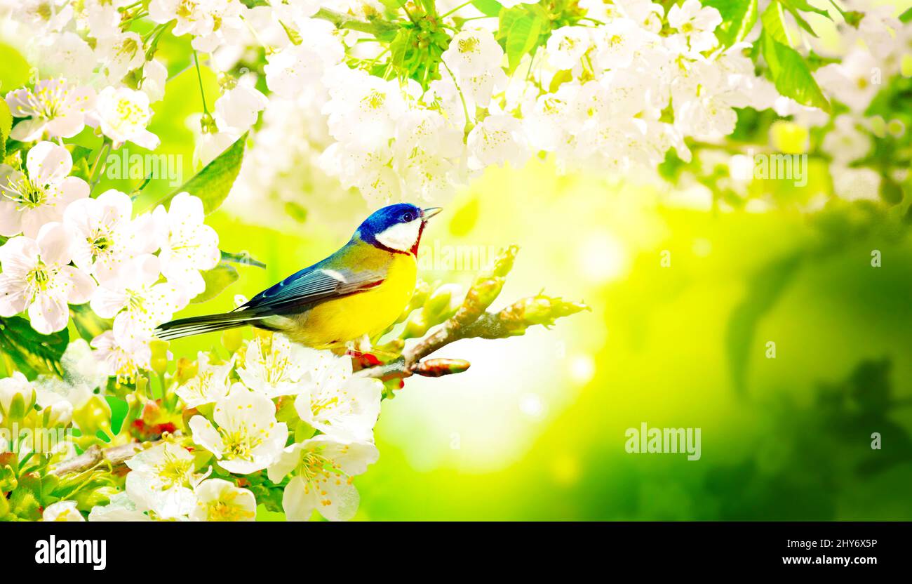 Concept of bird lovers and birdwatching. A beauty of the environment ...