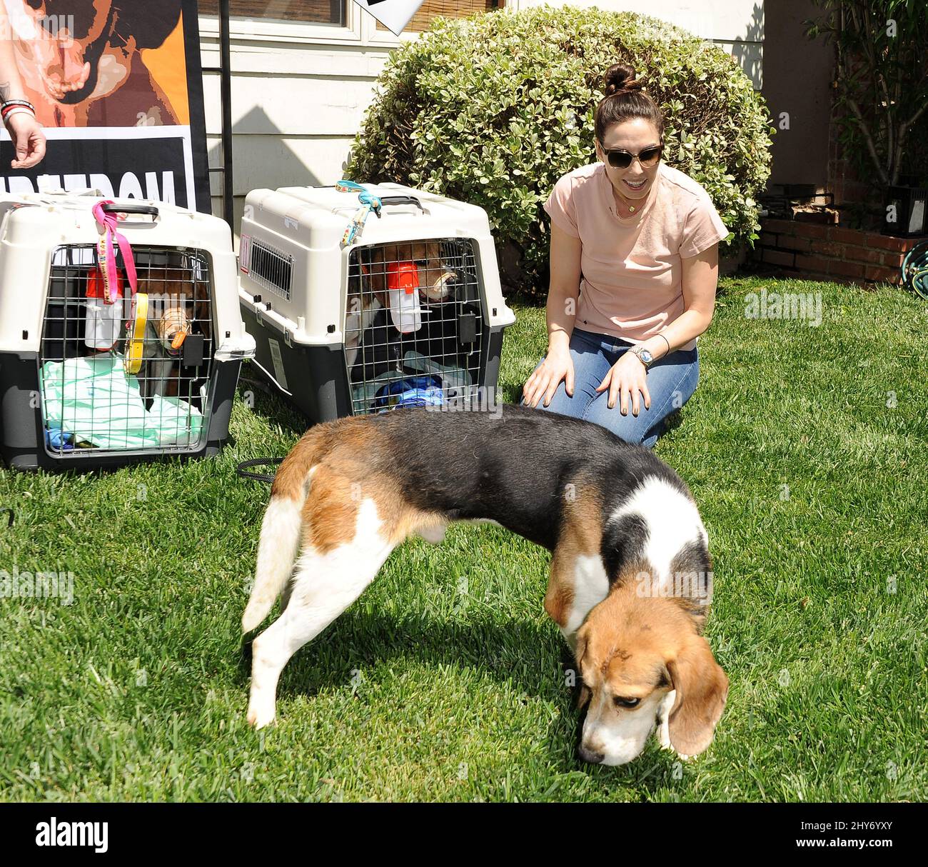 Beagle freedom project hi-res stock photography and images - Alamy