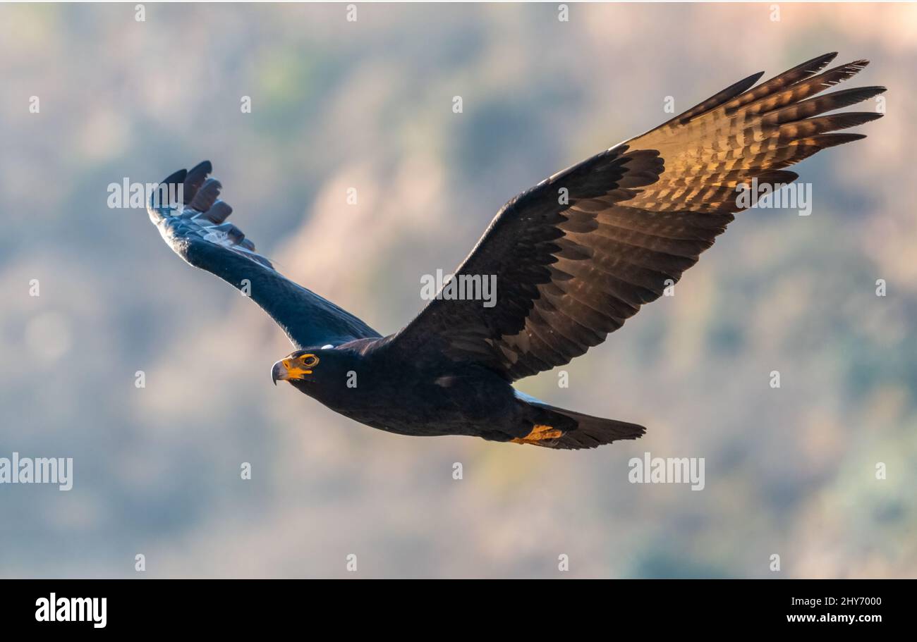 Close-up shot of a golden eagle in flight Stock Photo - Alamy