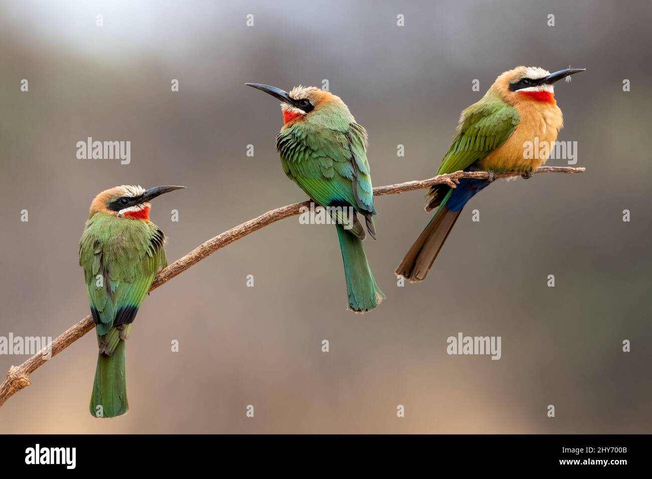 White-fronted bee-eaters on the tree branch Stock Photo - Alamy