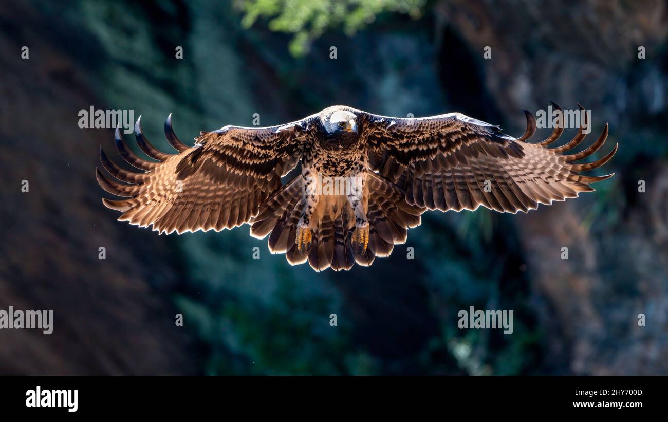 Front view eagle head hi-res stock photography and images - Alamy