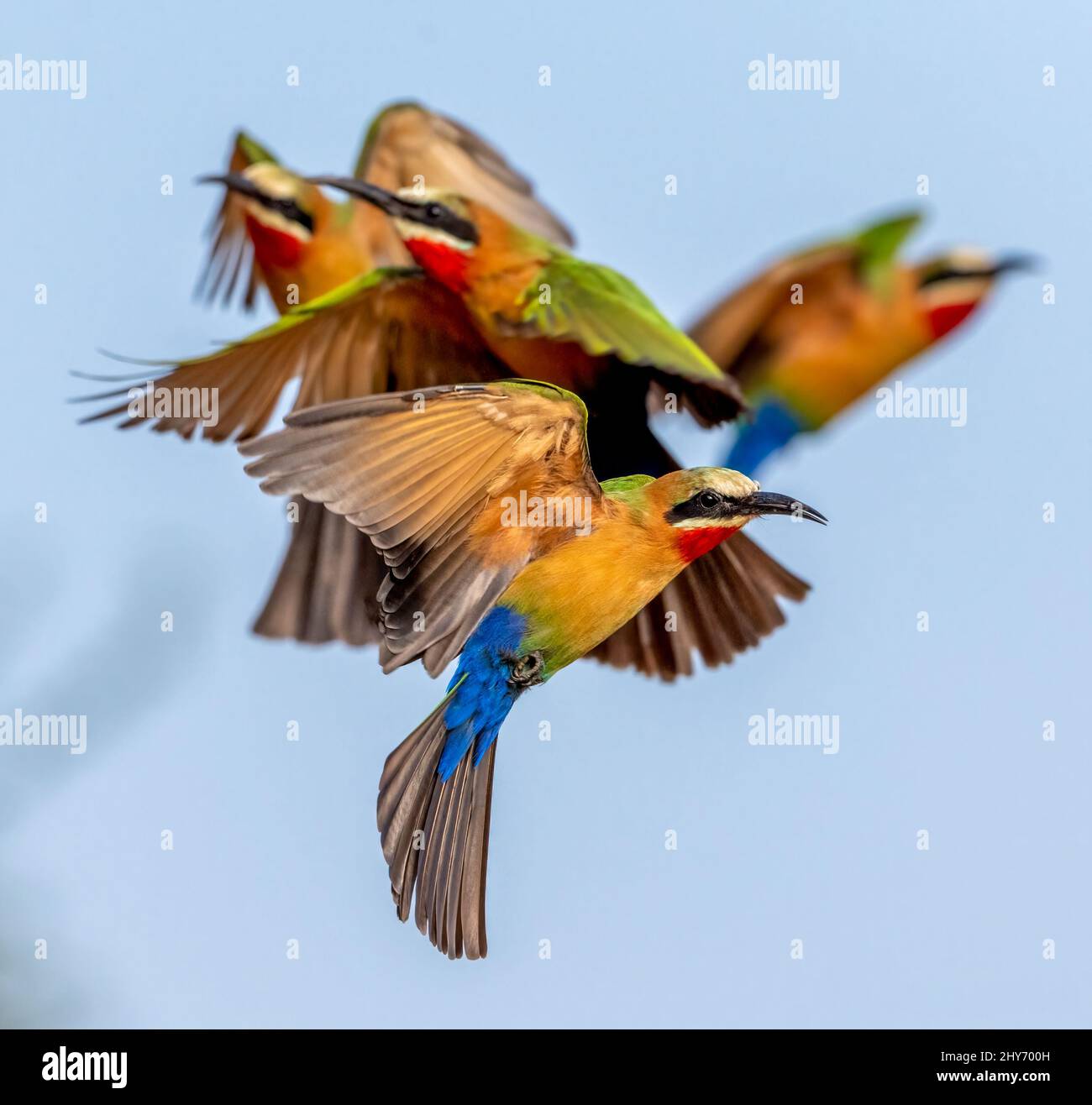 Close-up shot of white-fronted bee-eaters in flight in the daytime ...