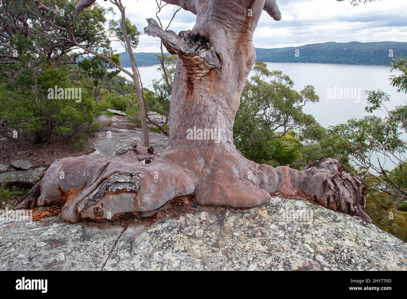 Sydney Red Gum Tree with roots growing over sandstone rock face Stock ...