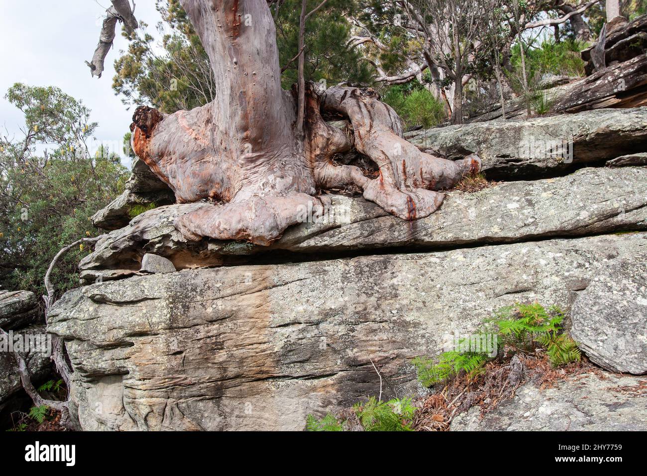 Sydney Red Gum Tree with roots growing over sandstone rock face Stock ...