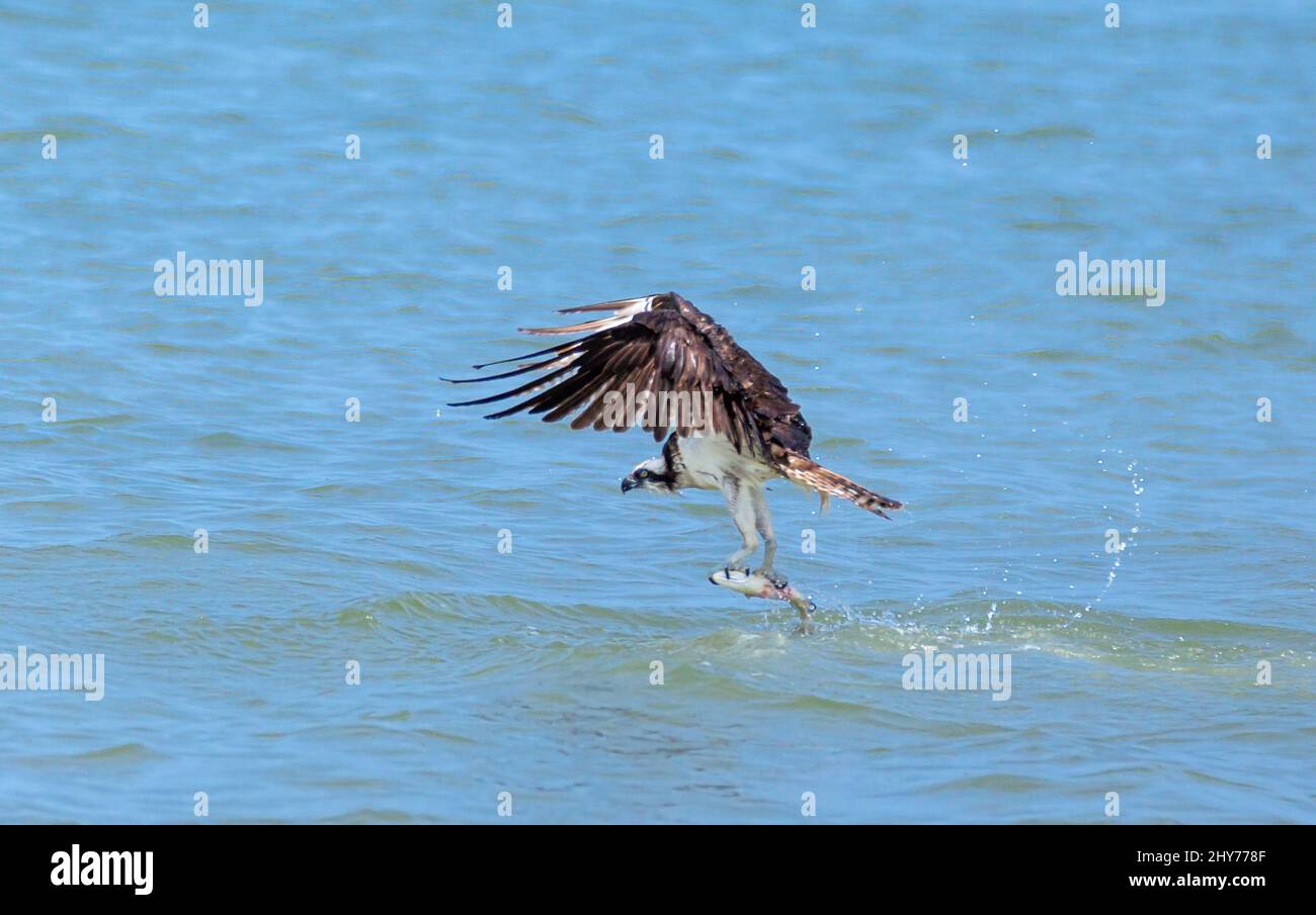 Osprey bird carrying out a prey fish from the water in Florida Stock ...