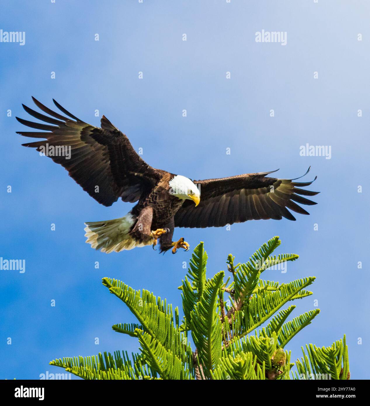 Low angle shot of a beautiful bald eagle flying in a blue sky over ...