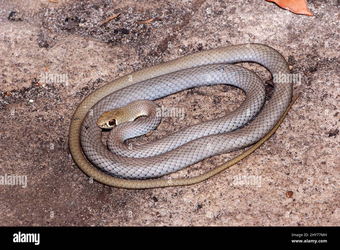 Yellow-faced Whip Snake curled on sandstone rock Stock Photo - Alamy