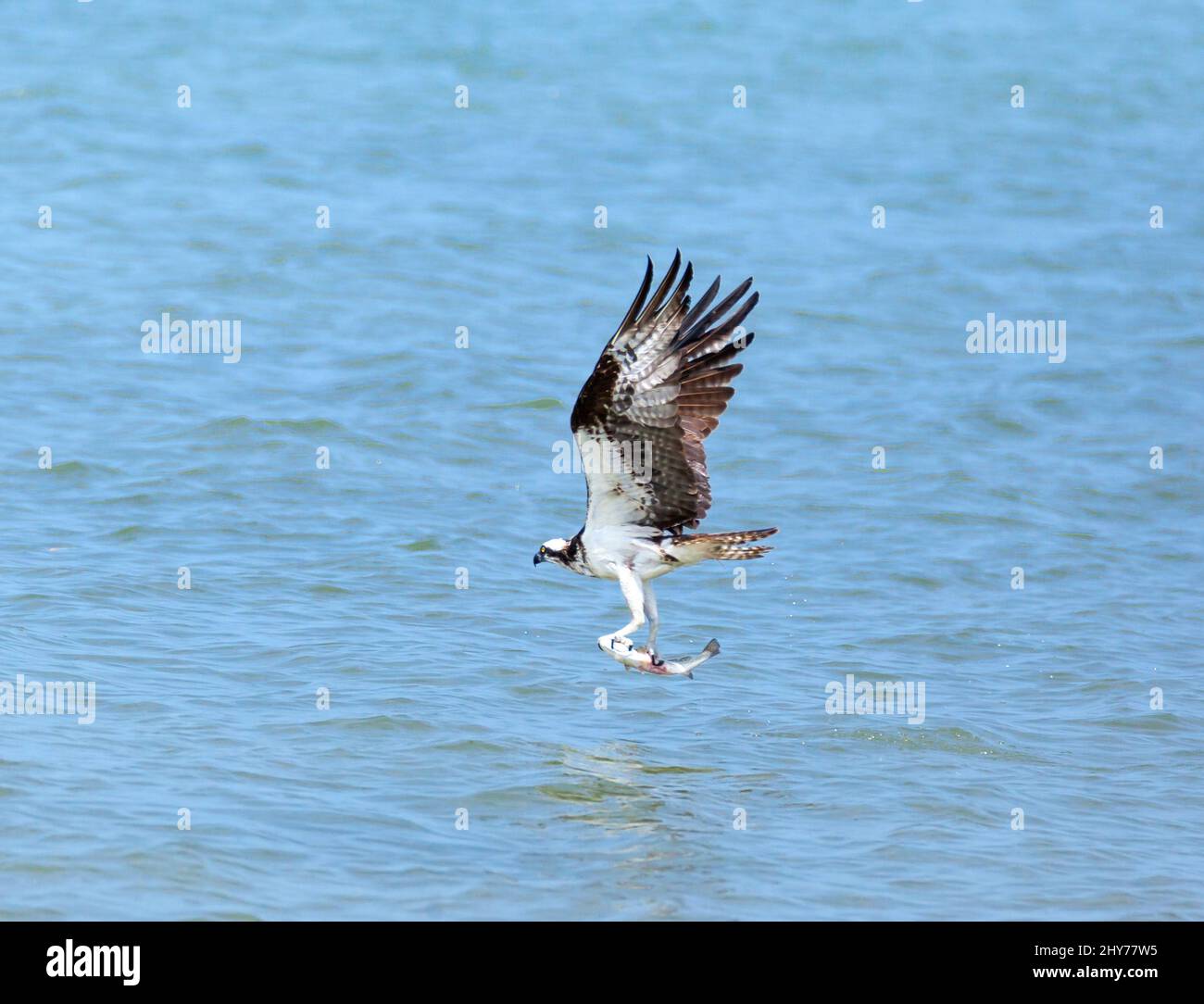 Osprey bird carrying out a prey fish from the water in Florida Stock ...