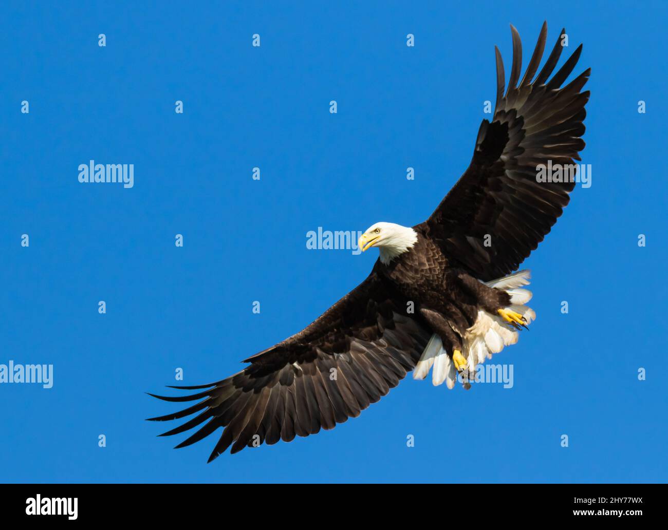 Low angle shot of a beautiful bald eagle flying in a blue sky over ...